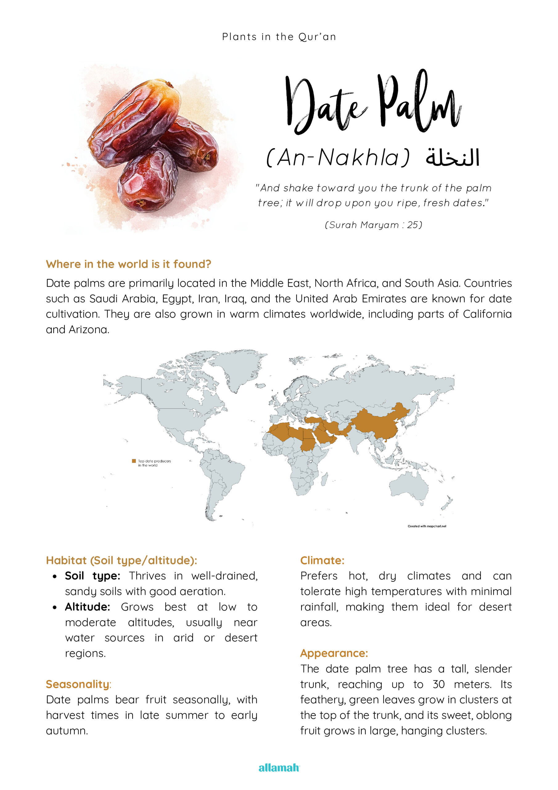 Plants in the Qur’an: Date Palm – Welcome to Allamah